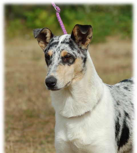 Colleys a poil court du Clos des Duchesses