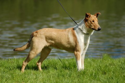 Colleys a poil court du Clos des Duchesses